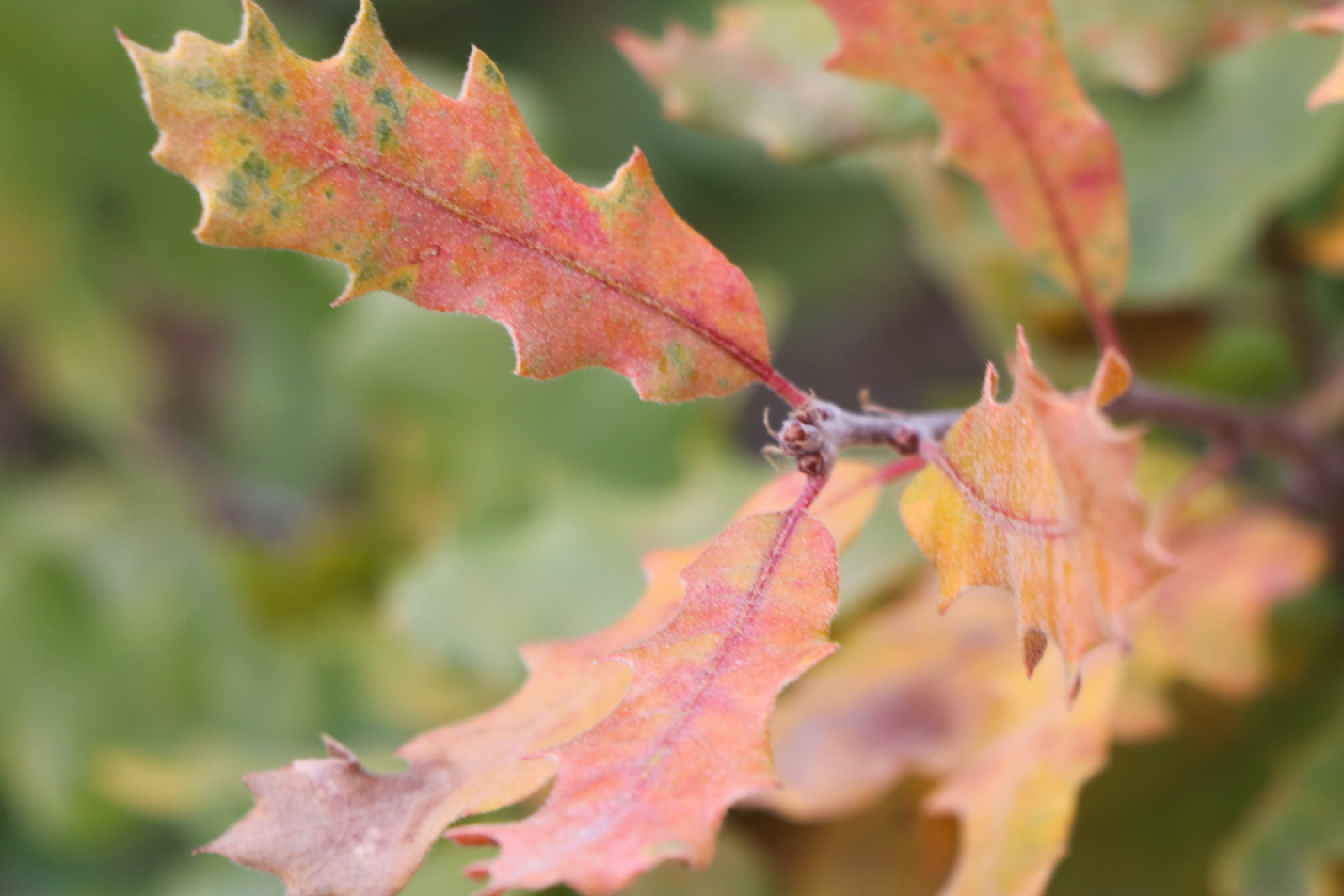 Colorado Springs Utilities Xeriscaping - Wavyleaf Oak