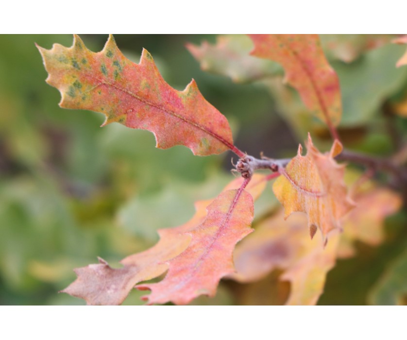 Colorado Springs Utilities Xeriscaping - Wavyleaf Oak