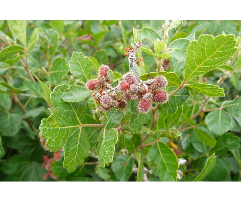 Colorado Springs Utilities Xeriscaping - Gro-Low Sumac