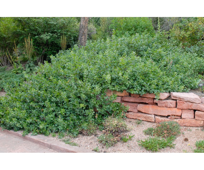 Colorado Springs Utilities Xeriscaping - Gro-Low Sumac
