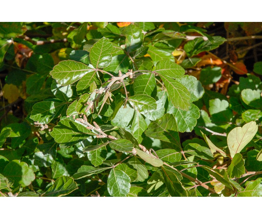Colorado Springs Utilities Xeriscaping - Gro-Low Sumac
