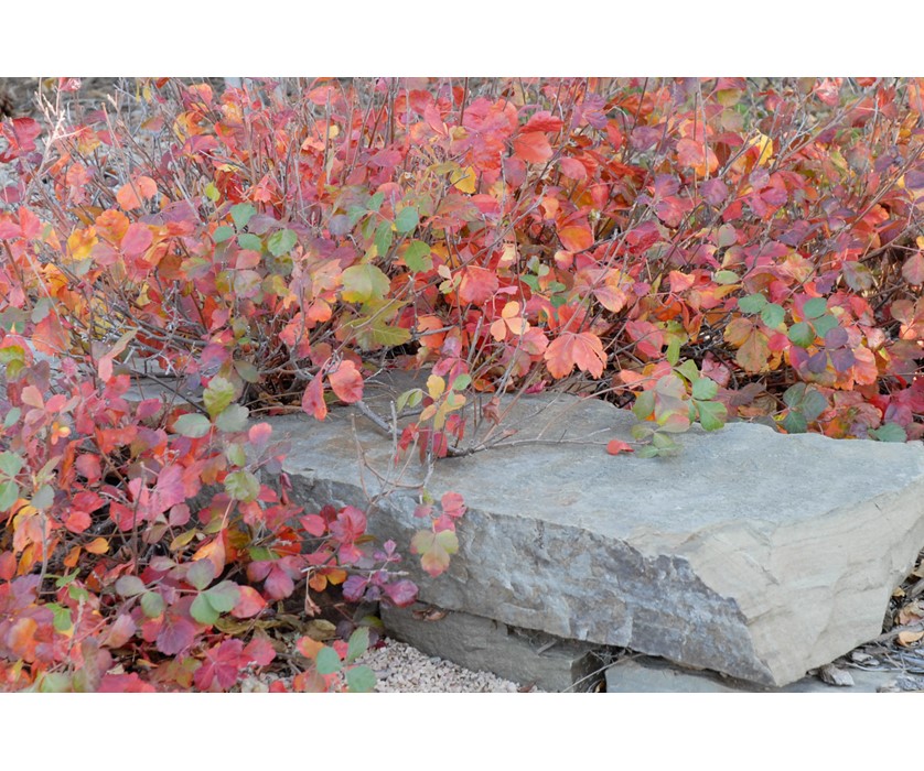 Colorado Springs Utilities Xeriscaping - Gro-Low Sumac