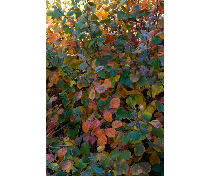 Colorado Springs Utilities Xeriscaping - Gro-Low Sumac