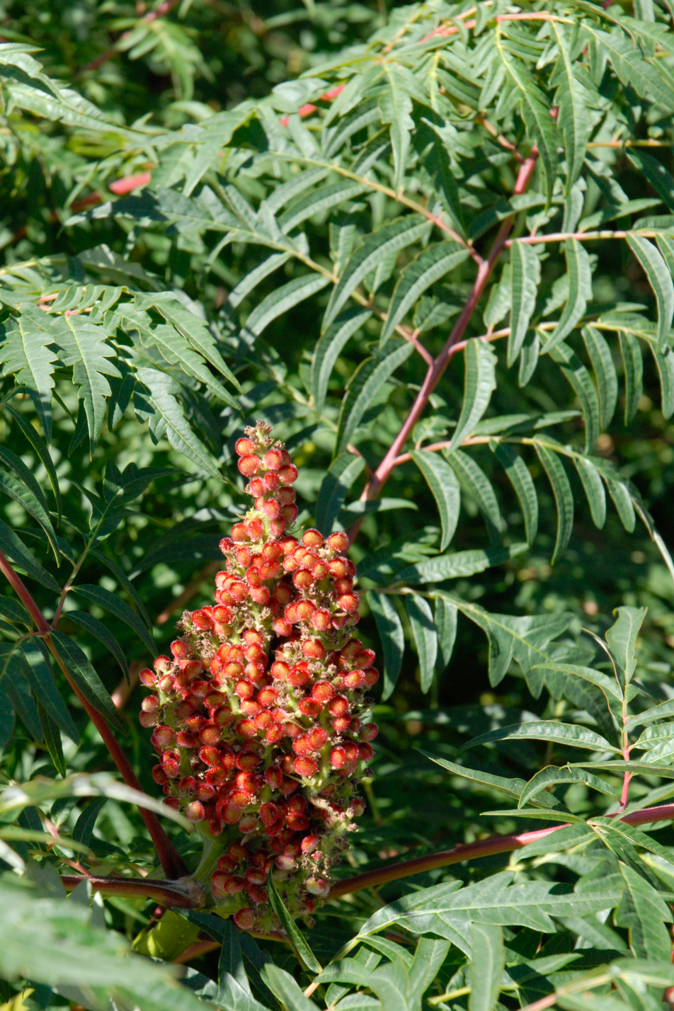 Colorado Springs Utilities Xeriscaping - Cutleaf Smooth Sumac