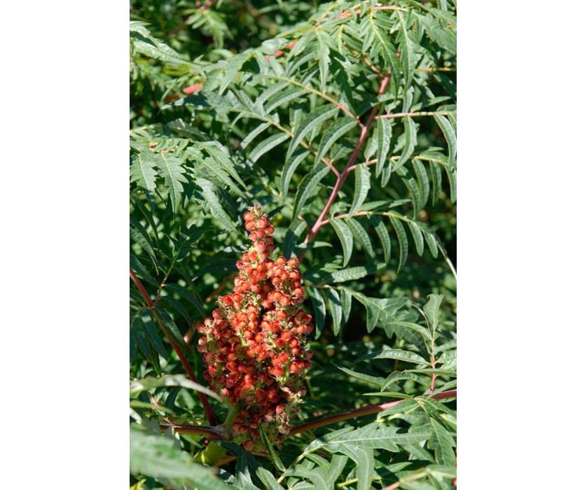 Colorado Springs Utilities Xeriscaping - Cutleaf Smooth Sumac