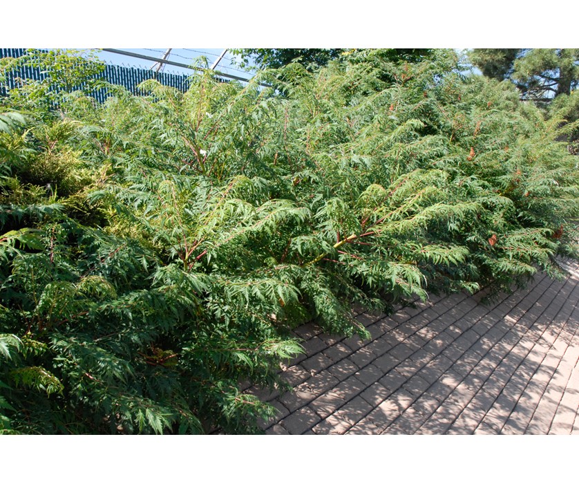 Colorado Springs Utilities Xeriscaping - Cutleaf Smooth Sumac