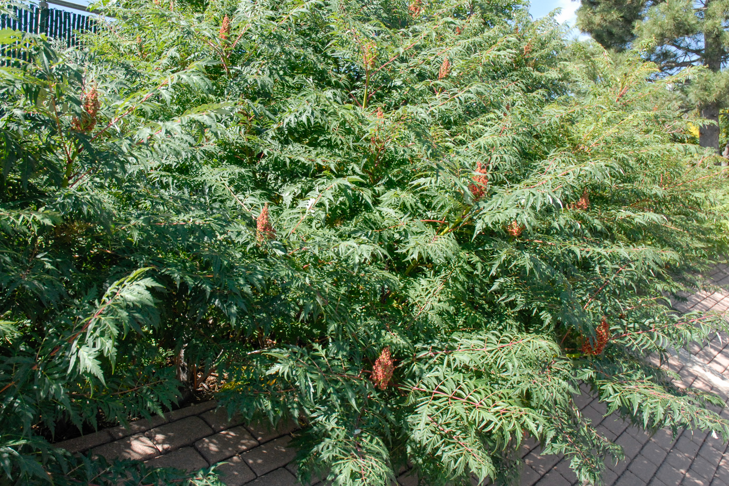 Colorado Springs Utilities Xeriscaping - Cutleaf Smooth Sumac