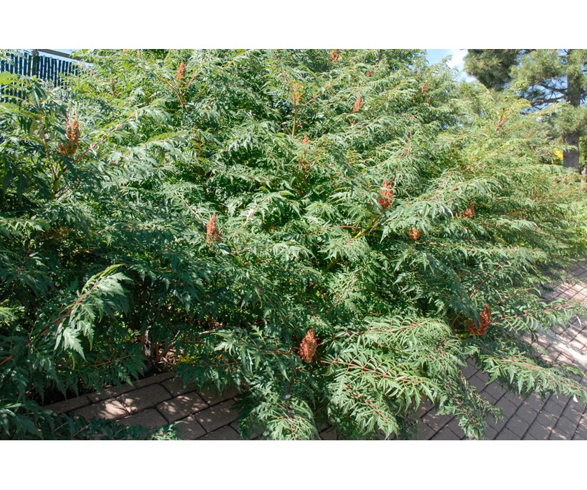 Colorado Springs Utilities Xeriscaping - Cutleaf Smooth Sumac