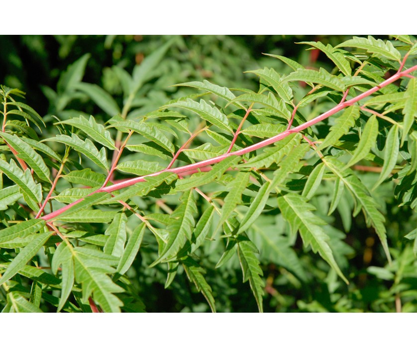 Colorado Springs Utilities Xeriscaping - Cutleaf Smooth Sumac