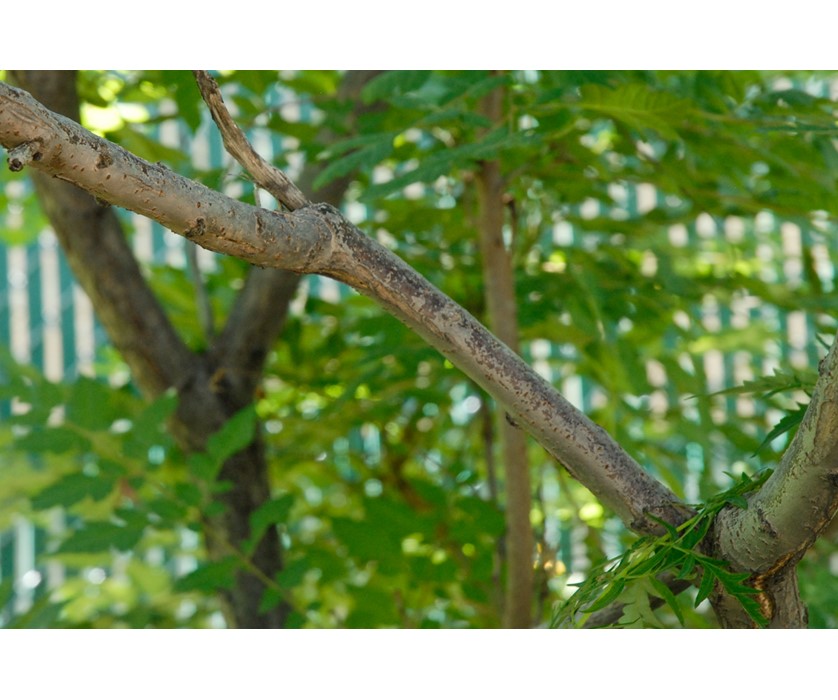 Colorado Springs Utilities Xeriscaping - Cutleaf Smooth Sumac