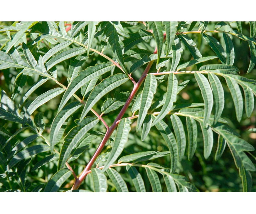 Colorado Springs Utilities Xeriscaping - Cutleaf Smooth Sumac