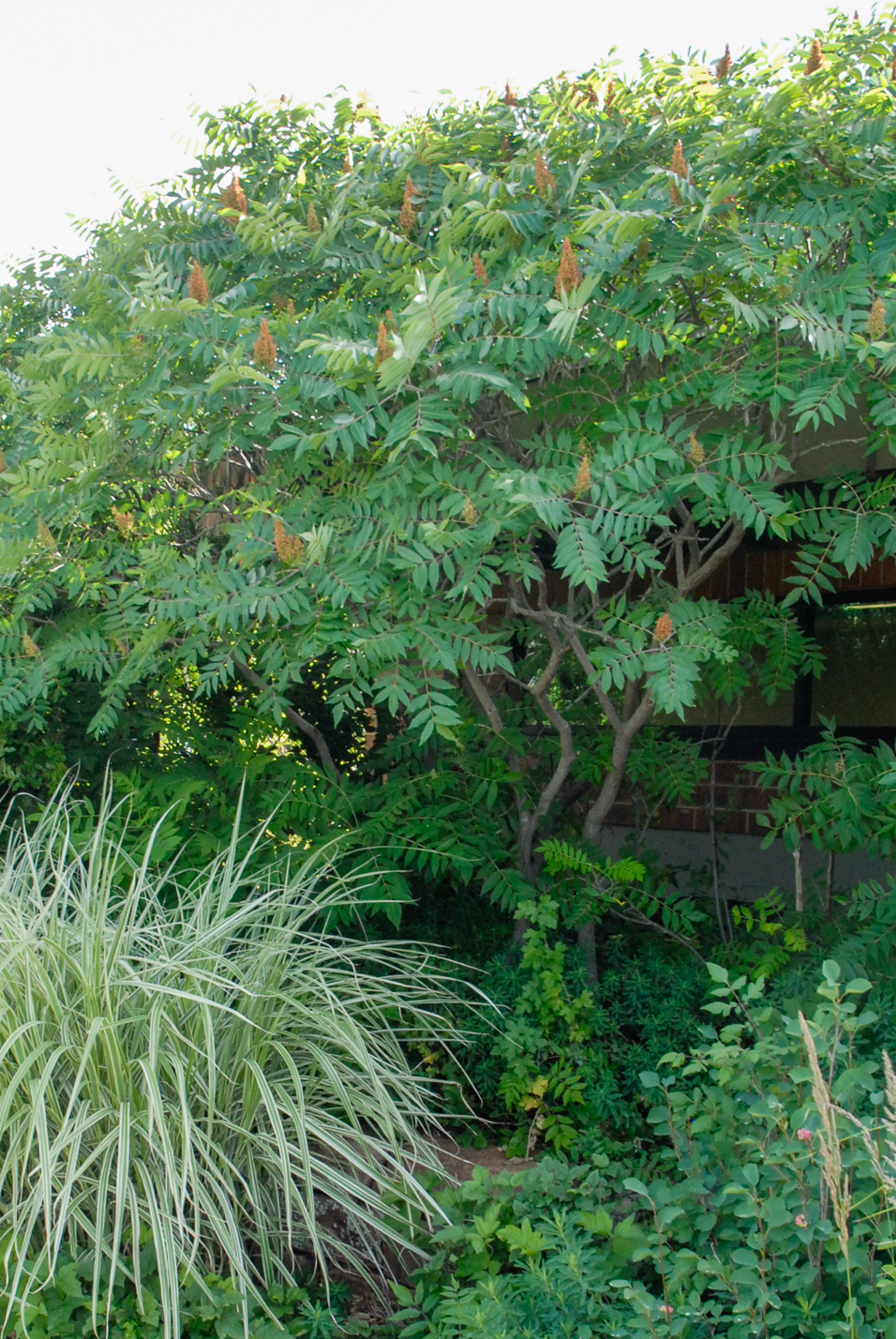 Colorado Springs Utilities Xeriscaping - Smooth Sumac