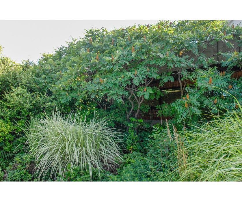 Colorado Springs Utilities Xeriscaping - Smooth Sumac