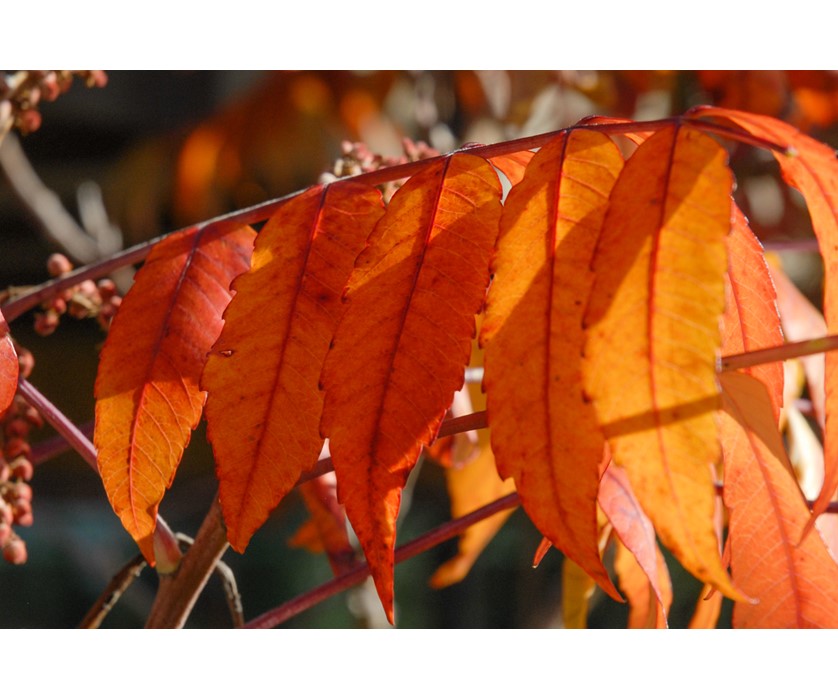 Colorado Springs Utilities Xeriscaping - Smooth Sumac