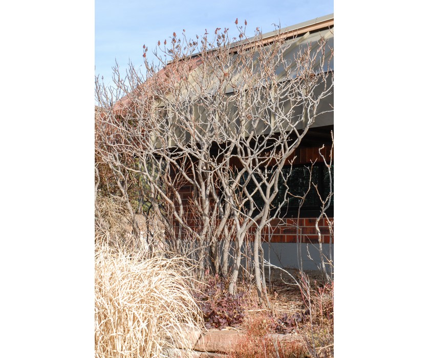 Colorado Springs Utilities Xeriscaping - Smooth Sumac