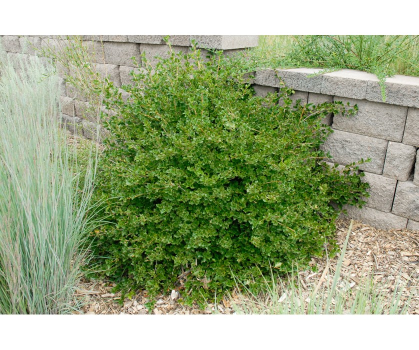 Colorado Springs Utilities Xeriscaping - Green Mound Alpine Currant