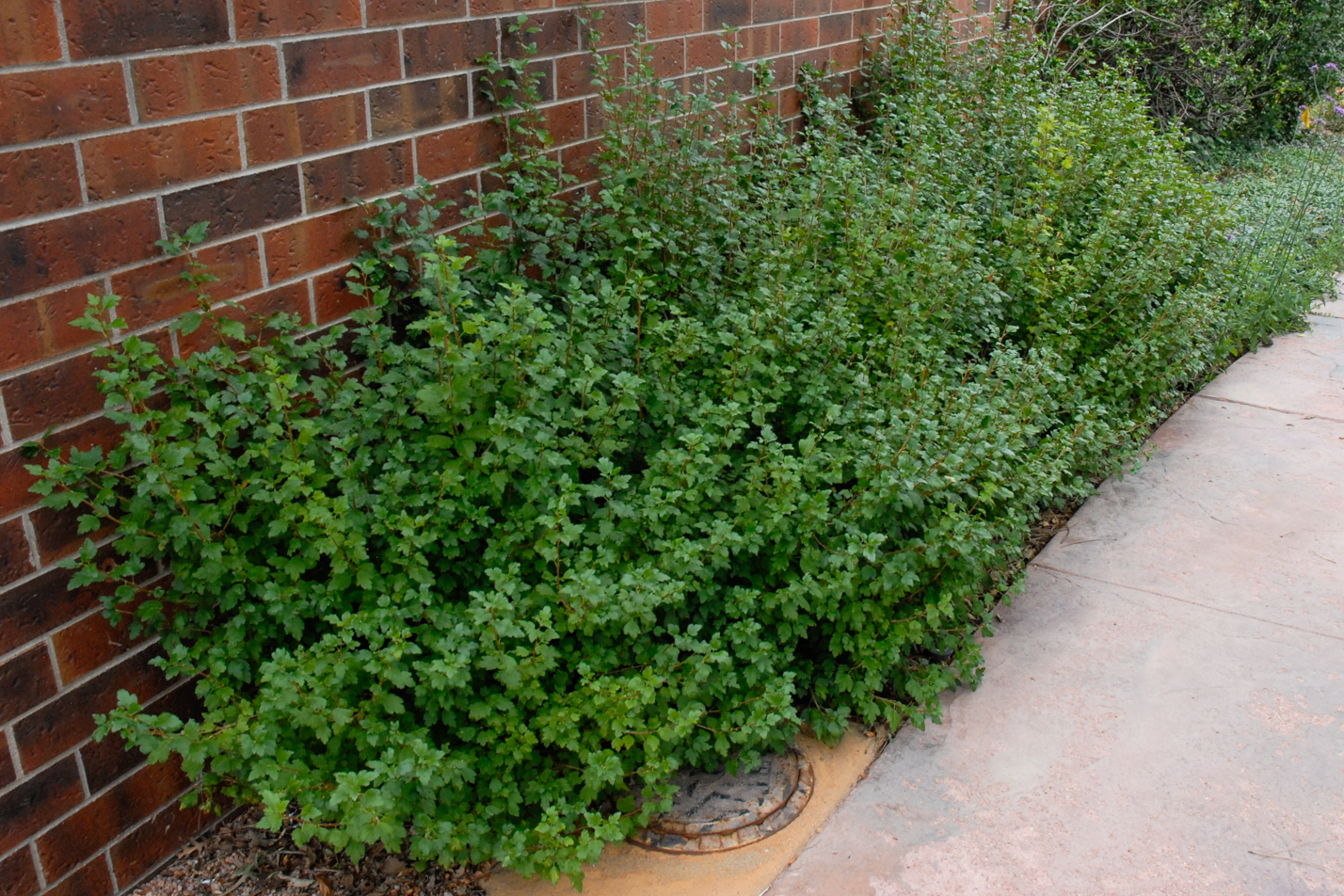 Colorado Springs Utilities Xeriscaping - Alpine Currant