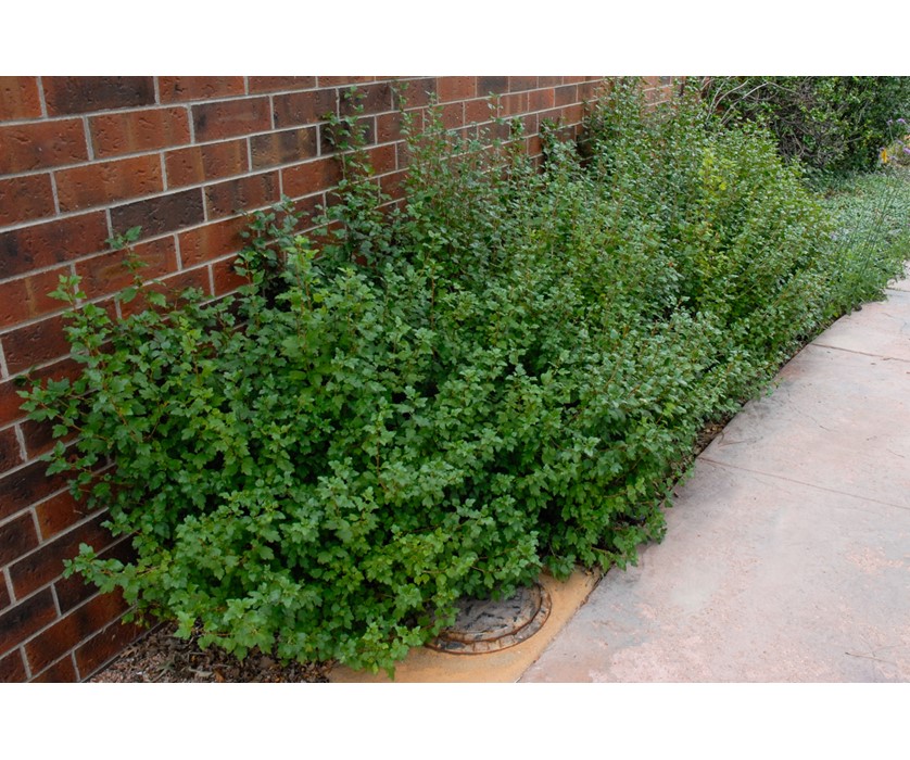 Colorado Springs Utilities Xeriscaping - Alpine Currant