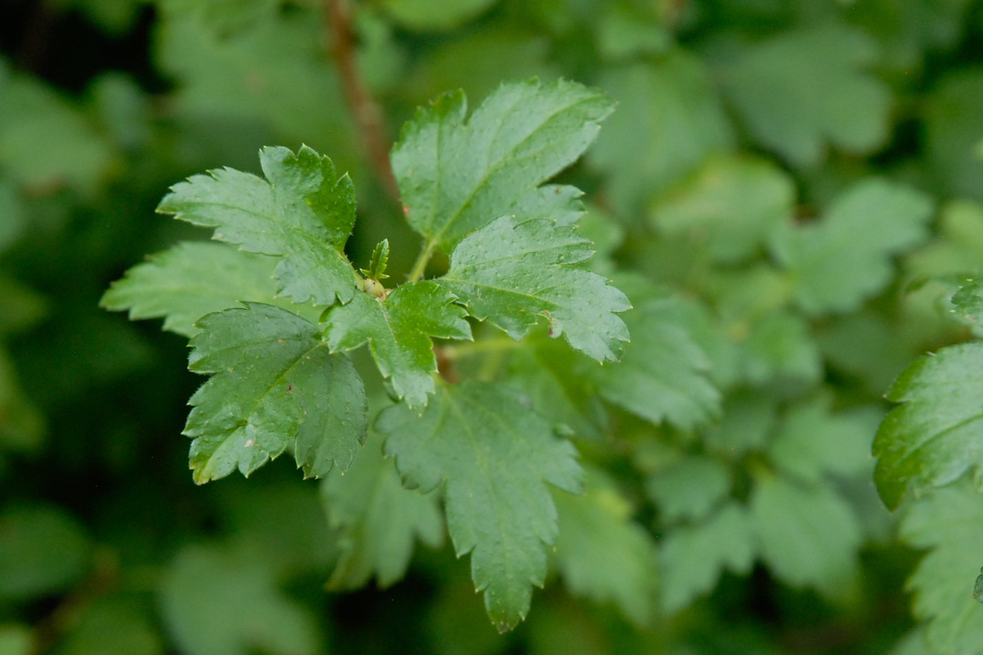 Colorado Springs Utilities Xeriscaping - Alpine Currant