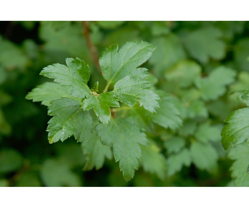 Colorado Springs Utilities Xeriscaping - Alpine Currant