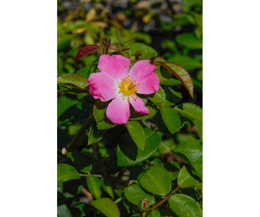 Colorado Springs Utilities Xeriscaping - Nearly Wild Rose