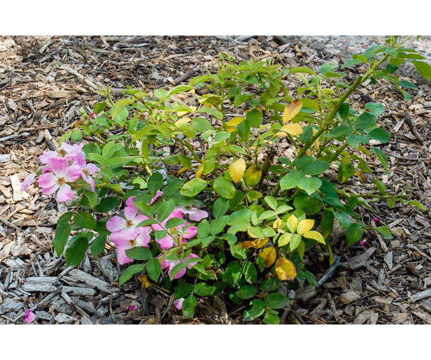 Colorado Springs Utilities Xeriscaping - Nearly Wild Rose