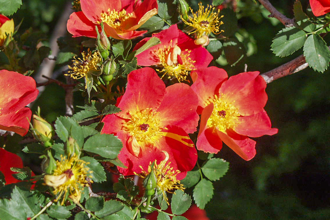 Colorado Springs Utilities Xeriscaping - Austrian Copper Rose