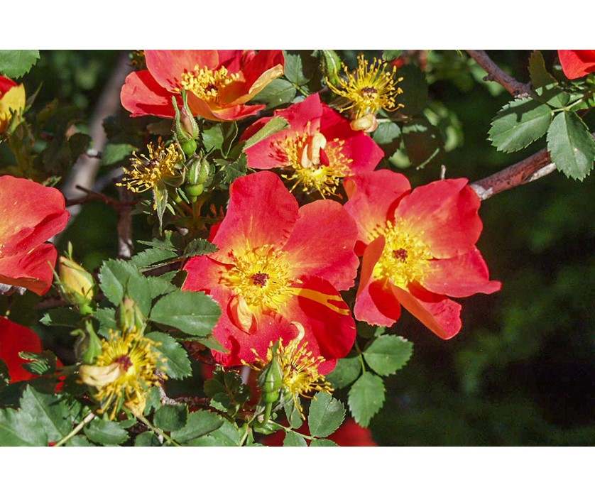 Colorado Springs Utilities Xeriscaping - Austrian Copper Rose