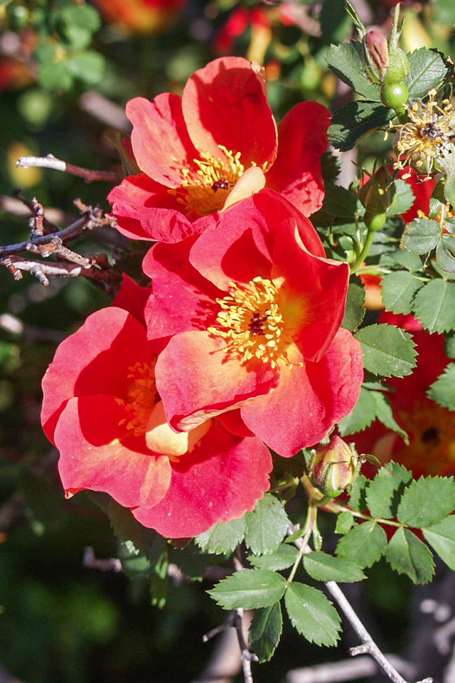 Colorado Springs Utilities Xeriscaping - Austrian Copper Rose
