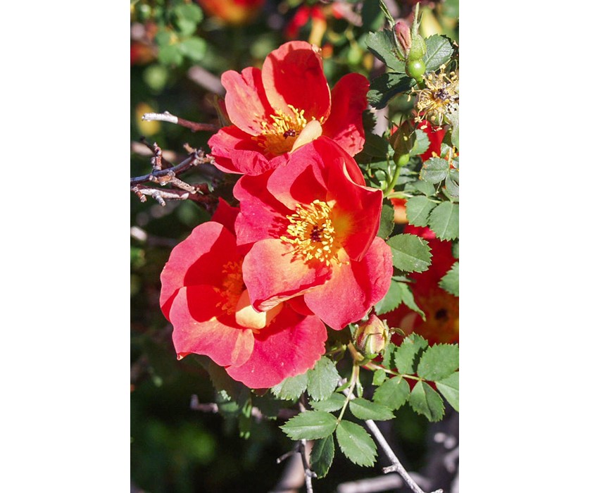 Colorado Springs Utilities Xeriscaping - Austrian Copper Rose