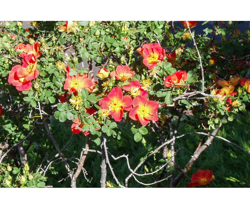 Colorado Springs Utilities Xeriscaping - Austrian Copper Rose