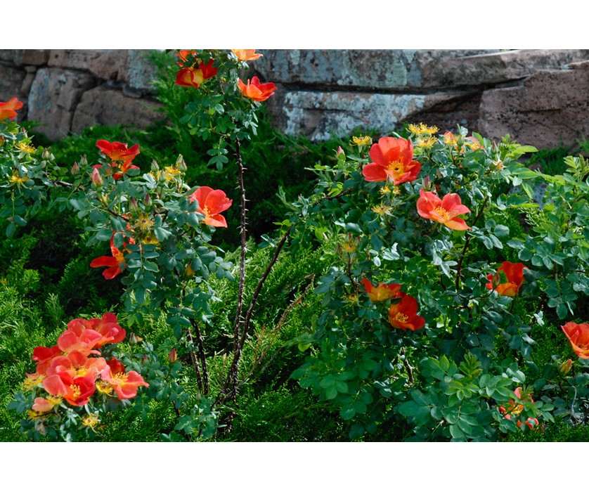 Colorado Springs Utilities Xeriscaping - Austrian Copper Rose