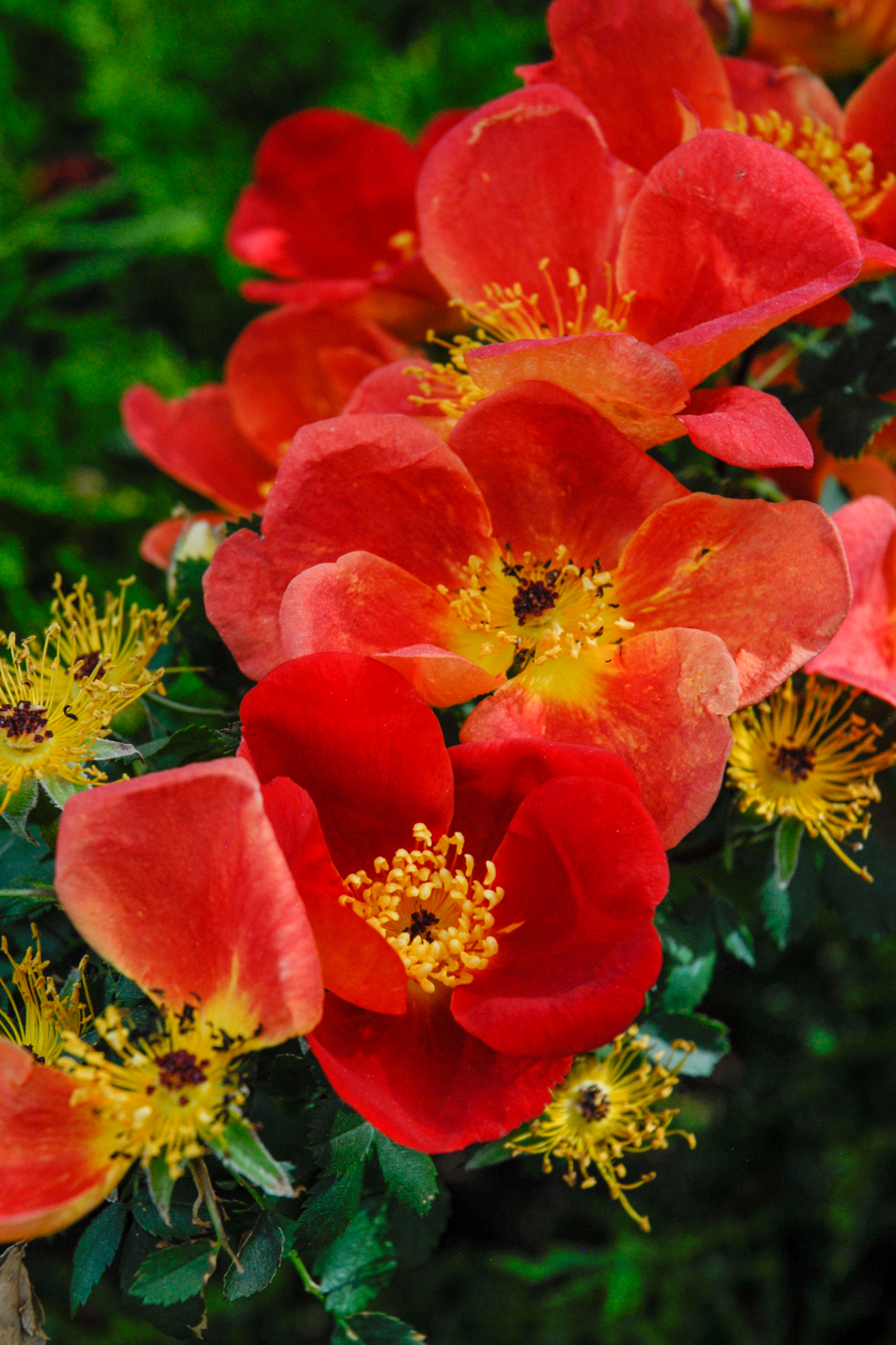 Colorado Springs Utilities Xeriscaping - Austrian Copper Rose