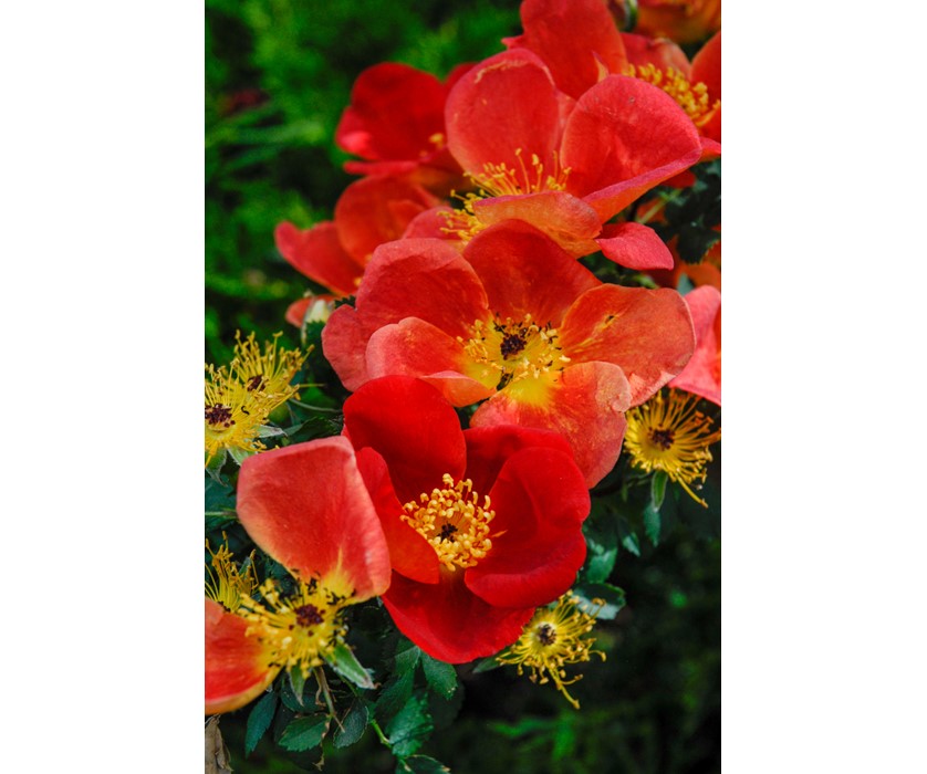 Colorado Springs Utilities Xeriscaping - Austrian Copper Rose