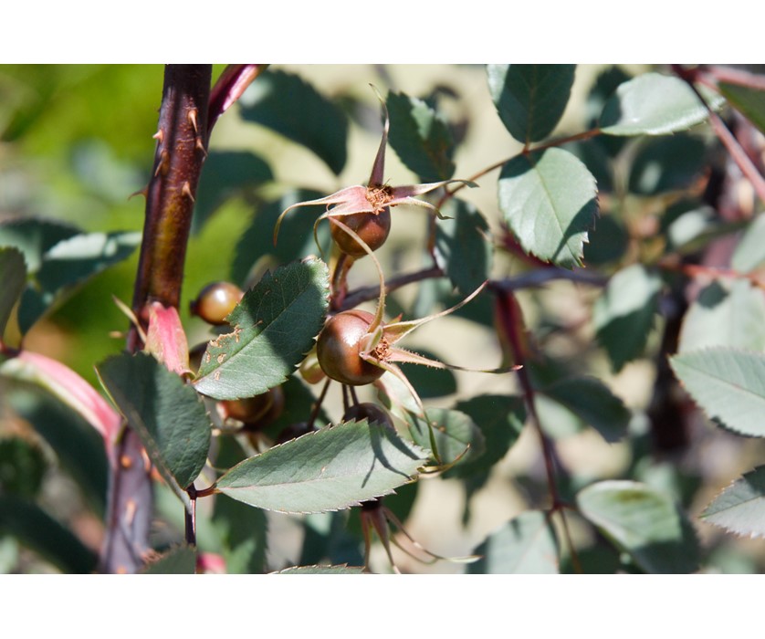 Colorado Springs Utilities Xeriscaping - Redleaf Rose