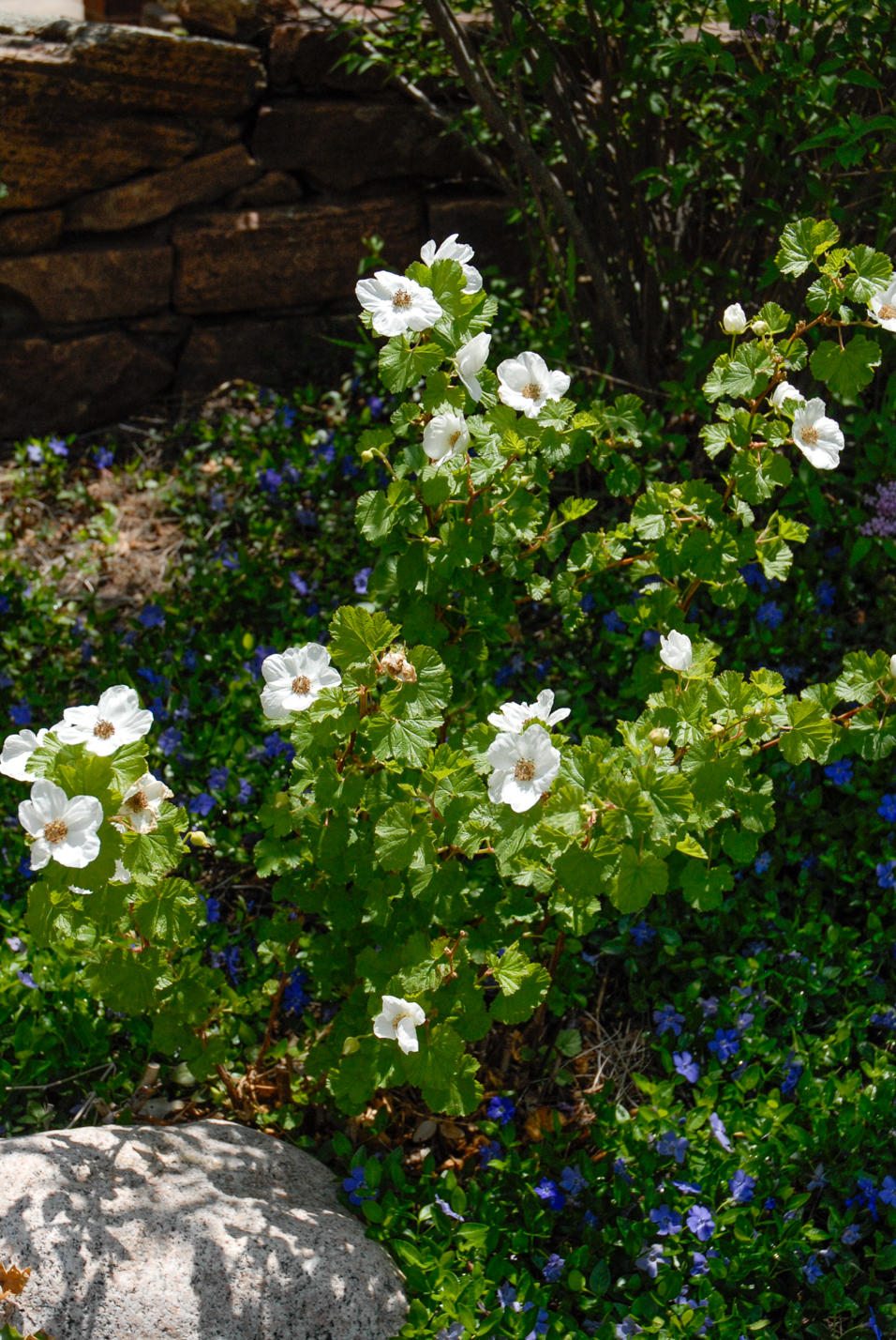 Colorado Springs Utilities Xeriscaping - Boulder Raspberry