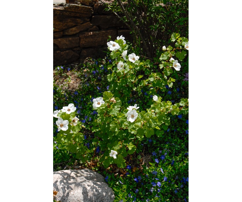 Colorado Springs Utilities Xeriscaping - Boulder Raspberry