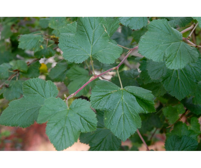 Colorado Springs Utilities Xeriscaping - Boulder Raspberry