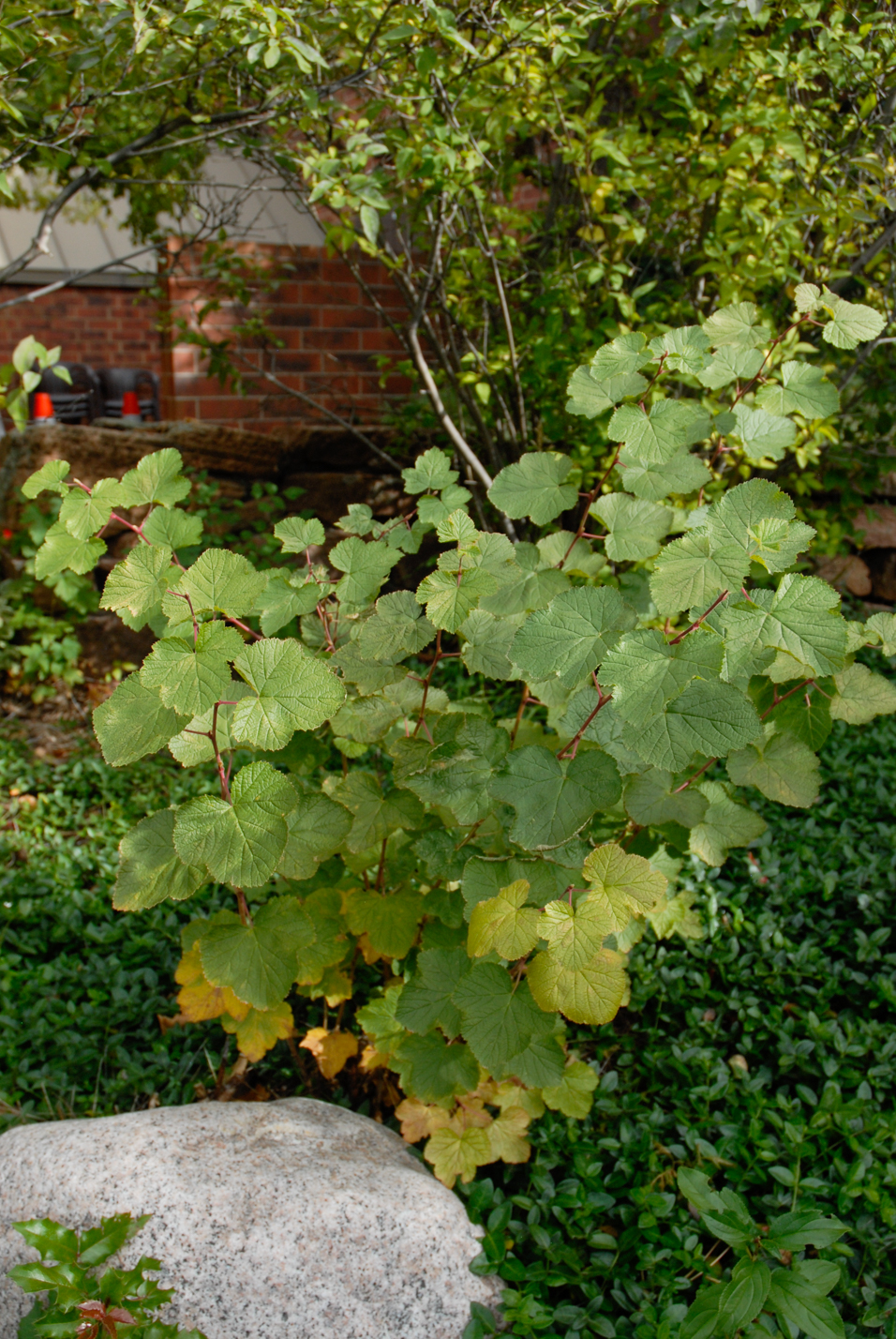 Colorado Springs Utilities Xeriscaping - Boulder Raspberry