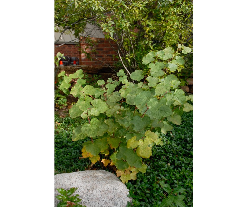 Colorado Springs Utilities Xeriscaping - Boulder Raspberry