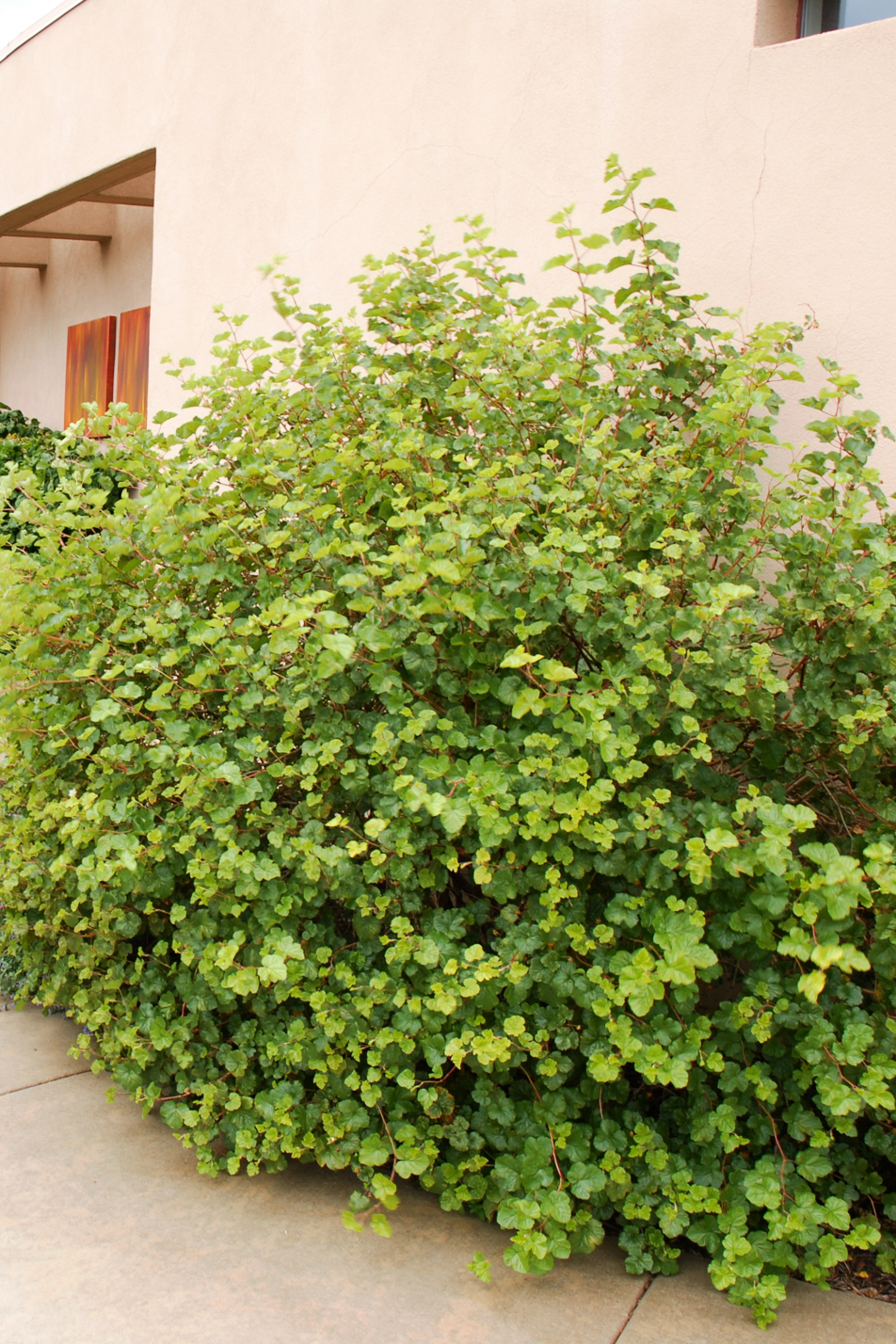 Colorado Springs Utilities Xeriscaping - Boulder Raspberry