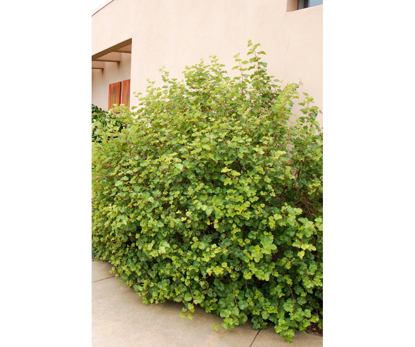 Colorado Springs Utilities Xeriscaping - Boulder Raspberry