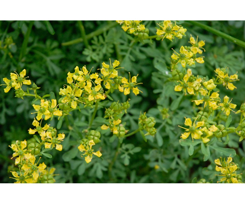 Colorado Springs Utilities Xeriscaping - Common Rue