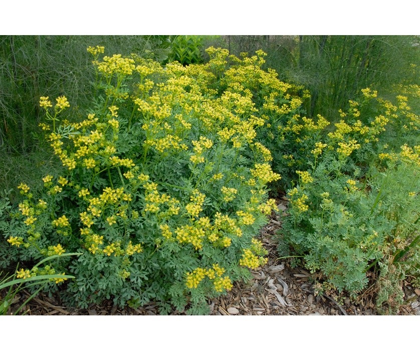 Colorado Springs Utilities Xeriscaping - Common Rue