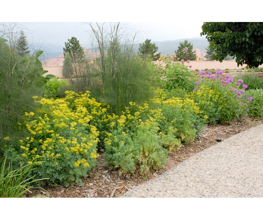 Colorado Springs Utilities Xeriscaping - Common Rue
