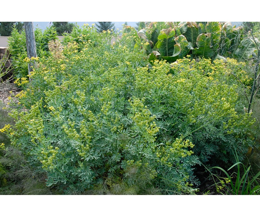 Colorado Springs Utilities Xeriscaping - Common Rue