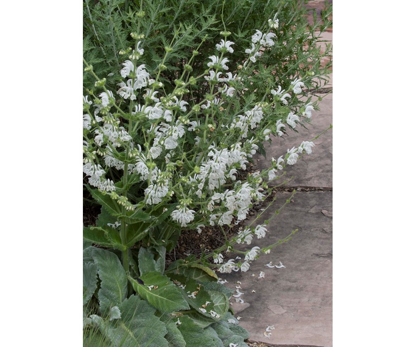 Colorado Springs Utilities Xeriscaping - Silver Sage