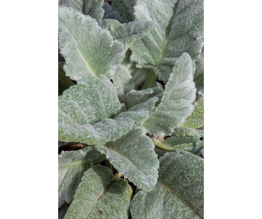 Colorado Springs Utilities Xeriscaping - Silver Sage