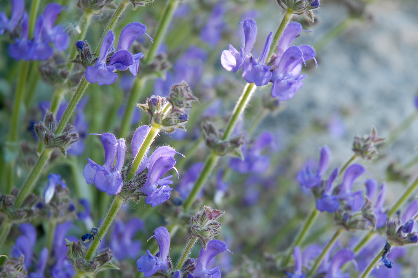 Colorado Springs Utilities Xeriscaping - Platinum Sage