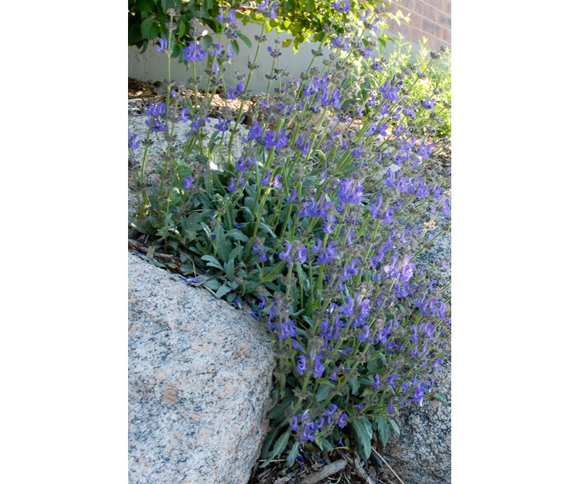 Colorado Springs Utilities Xeriscaping - Platinum Sage
